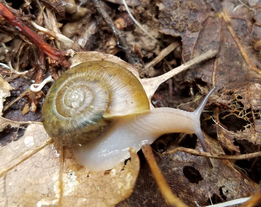 A Quest for Snails at Home Reveals Much More – Matt Hunter