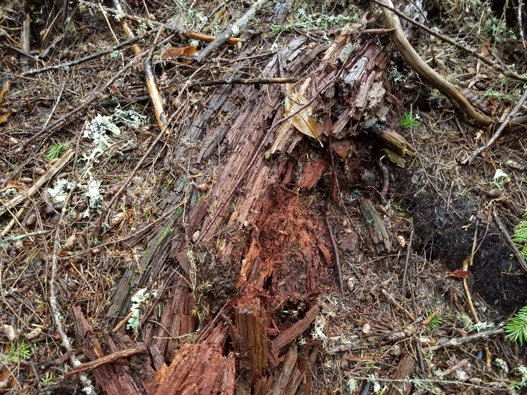 Expedition to Rock Creek Watershed and Calapooya Divide – Matt Hunter